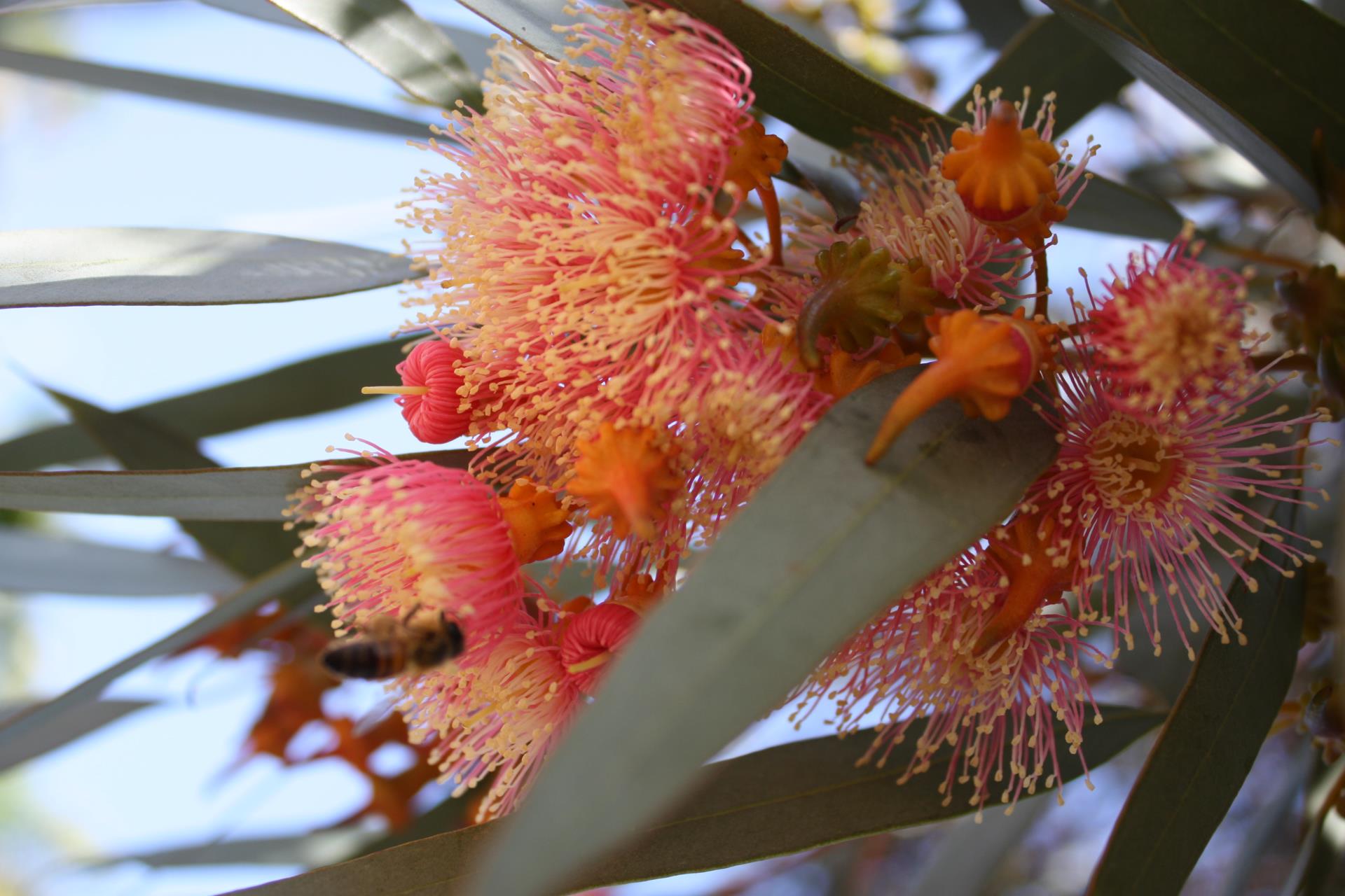 Latest News » Shire of Goomalling